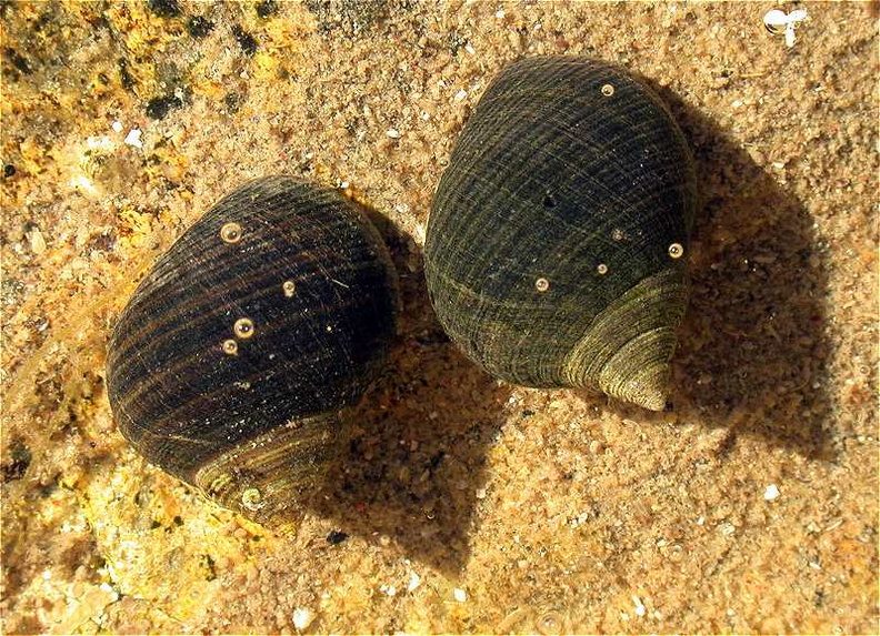 Keyword sea-snail | Local Species Gallery