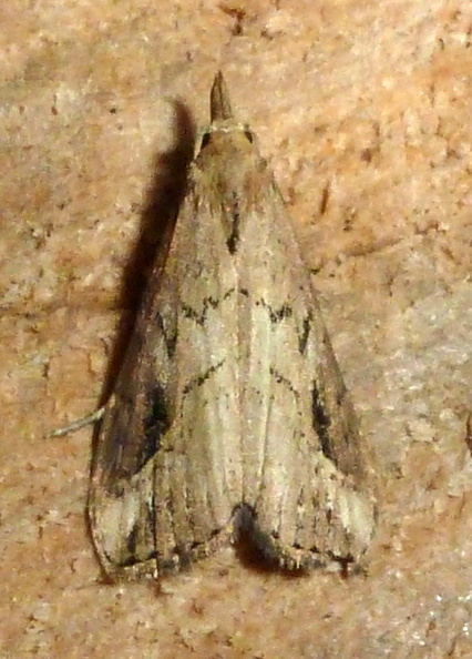 Search results | Local Species Gallery