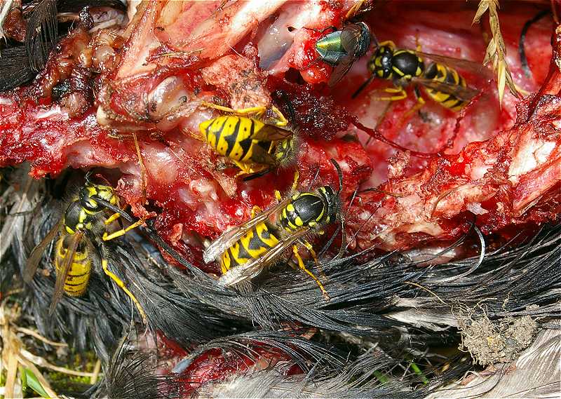 Keyword vespula vulgaris | Local Species Gallery