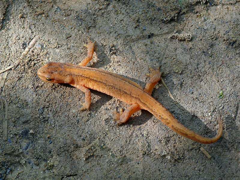 Amphibians | Local Species Gallery