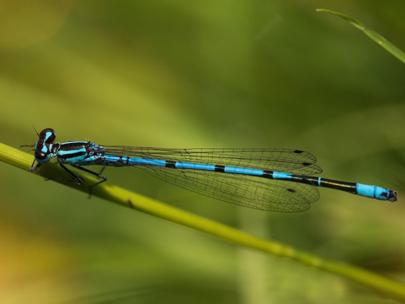 Nature Reserve Monitoring | RECORD
