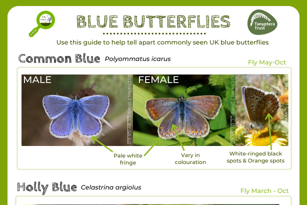 Butteryfly and moth learning resources | RECORD