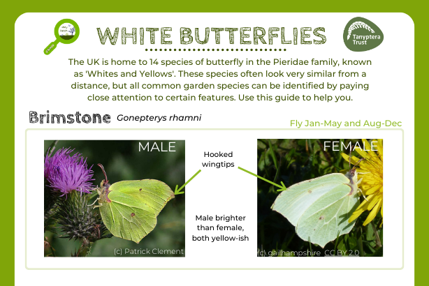 Butteryfly and moth learning resources | RECORD