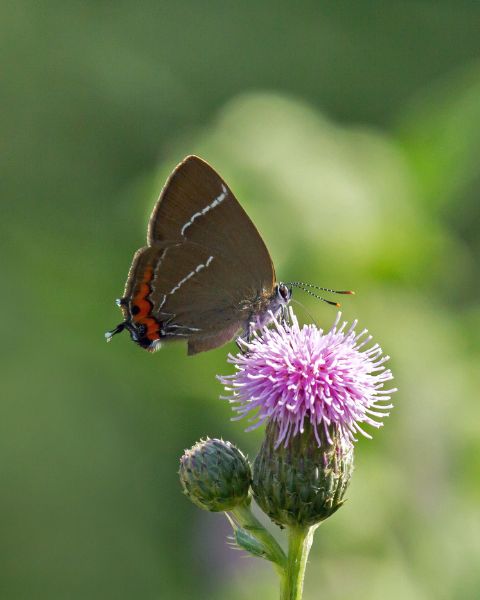 Nature Reserve Monitoring | RECORD